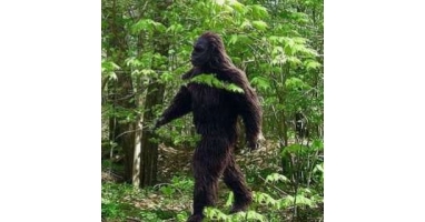 Sasquatch Trail Run & Kids Race